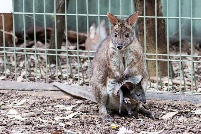 PRIVATE Blue Mountains tour & Koalas, Kangaroos, Cruise plus more - FAQ