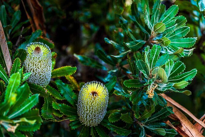 PRIVATE Blue Mountains Wilderness & Wildlife Late Start Tour - FAQ