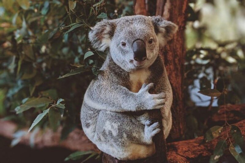 Private BlueMountains, ScenicWorld & AustralianWildlife Tour - The Nature of the Tour: What You Can Expect