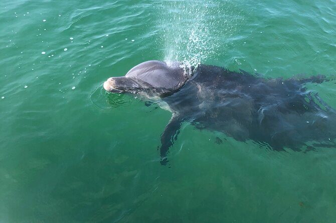 Private Boat and Dolphin Watching in Florida - Discovering Pensacola’s Waters: An In-Depth Look