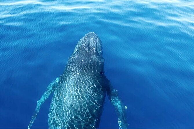 Private Boat Charter North Shore Oahu - Why Choose This Experience?