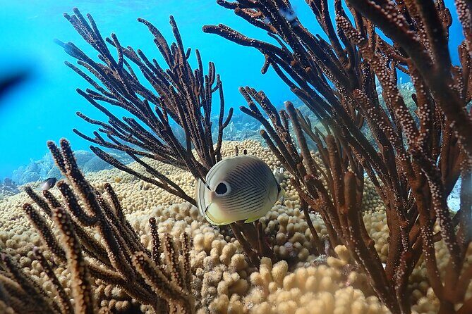 private Boat Dive charter with local guide and all Equipment - FAQ