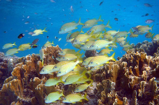 Private Boat Snorkel tour to Klein Bonaire - The Sum Up: Who Will Love This Tour?