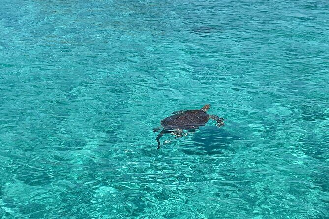 Private Boat Swim and Snorkel Adventure to Rose Island - The Sum Up