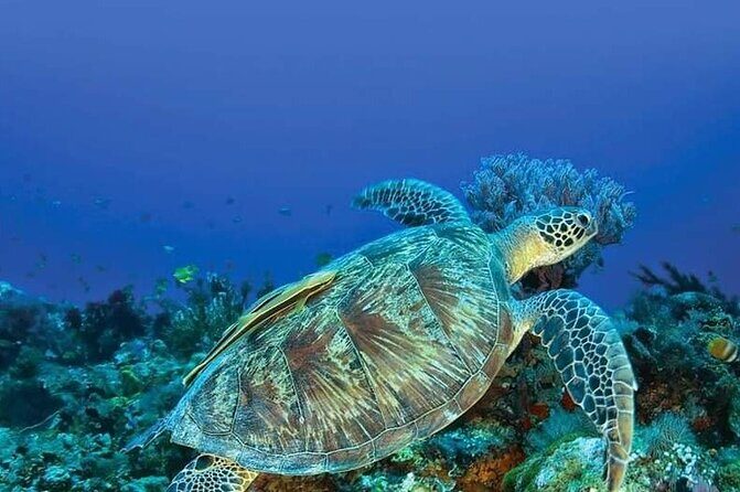 Private Boat Tour at Gili Nanggu, 'Secret Islands' - The Sum Up