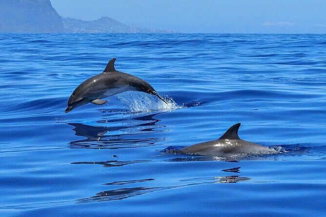Private boat tour - Authentic Experiences and Real Travelers’ Opinions