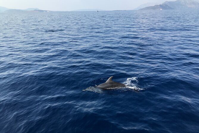 Private Boat Tour from La Spezia to Portovenere and Palmaria Islands Tino Tinetto - The Sum Up: Who Benefits Most