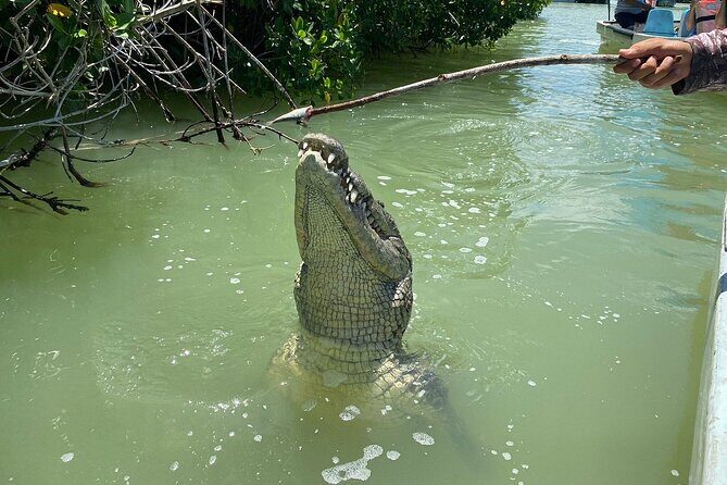 Private Boat Tour of Rio Lagartos - What Reviewers Love