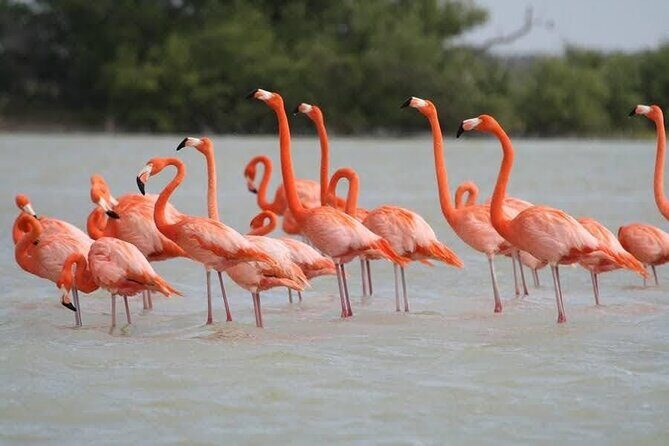 Private Boat Tour of Rio Lagartos - Who Should Consider This Tour?