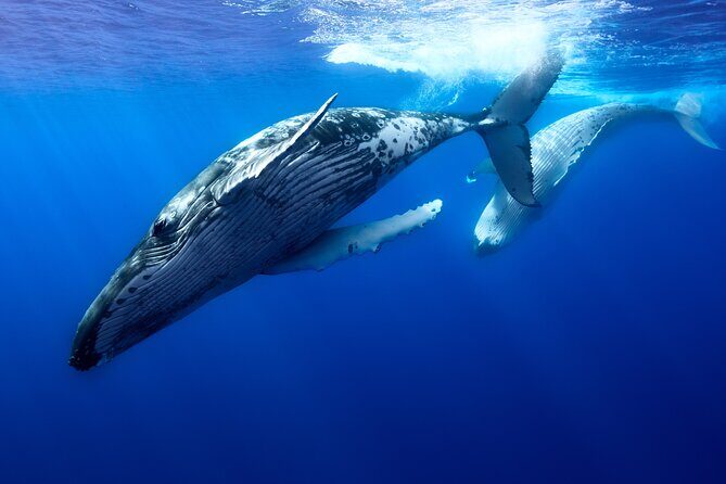 Private boat tour to swim with whales and sharks - An In-Depth Look at the Experience