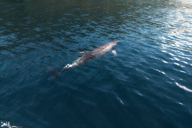 Private Boat Tours Dubrovnik Beach stops and Blue Cave tour - The Sum Up: Is This the Right Tour for You?