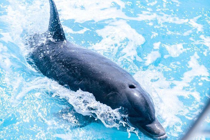 Private Boat Tours to outer islands, snacks drinks- snorkel- cruise! - Key Points