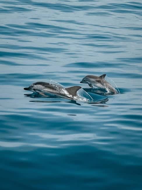 Private boat trips in Porec: Dolphin watching at sunset - What This Tour Offers and Why It’s a Cut Above