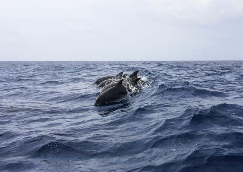 Private boat trips in Porec: Dolphin watching at sunset - Authentic Encounters and Personal Touches