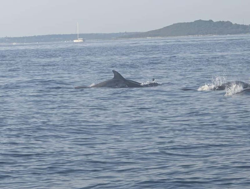 Private boat trips in Porec: Dolphin watching at sunset - Practical Details for Your Planning