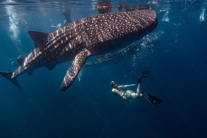 Private Bohol Whaleshark Watching - Key Points
