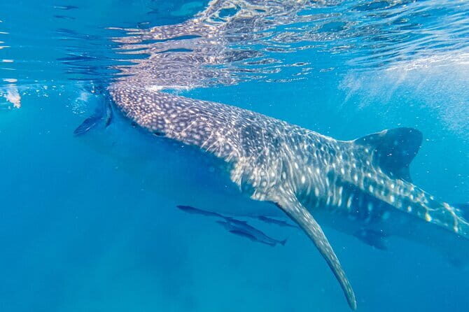 Private Bohol Whaleshark Watching - An Authentic Look at the Whale Shark Experience in Bohol
