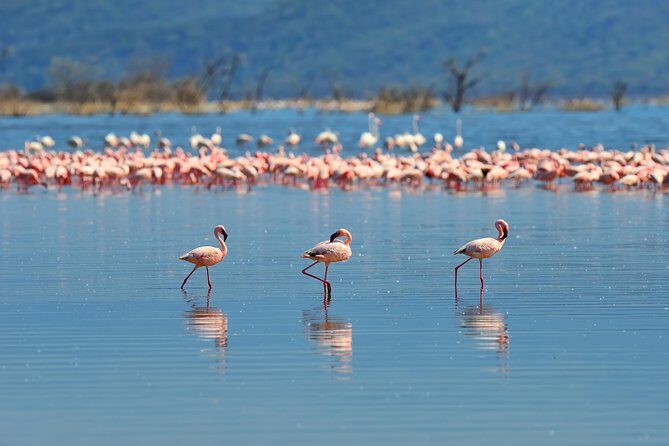 Private Bonaire Island Spanish Tour with Local Guide - The Bottom Line: Who Will Love This Tour?