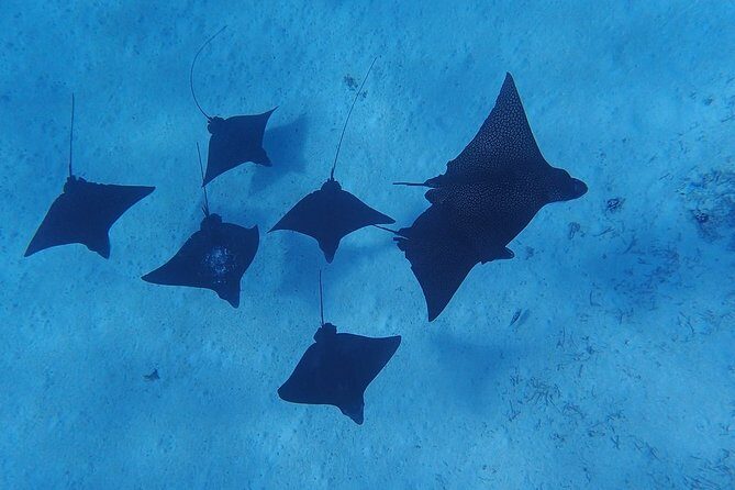 Private Bora Bora Lagoon Experience - A Deep Dive into the Private Bora Bora Lagoon Experience