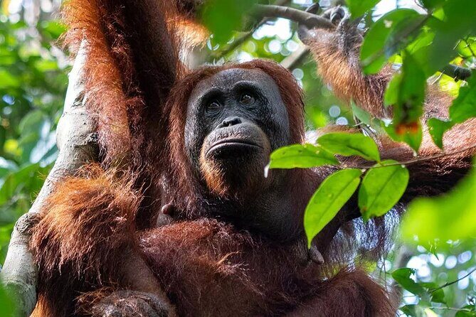 Private Borneo River Cruise and orangutan watching 4D3N - Key Points