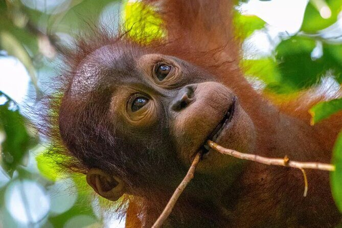 Private Borneo River Cruise and orangutan watching 4D3N - Experiencing the Borneo River Cruise