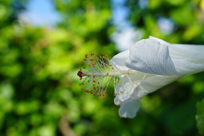 Private Botanical Garden Experience in the Heart of Maui - A Deep Dive into the Experience