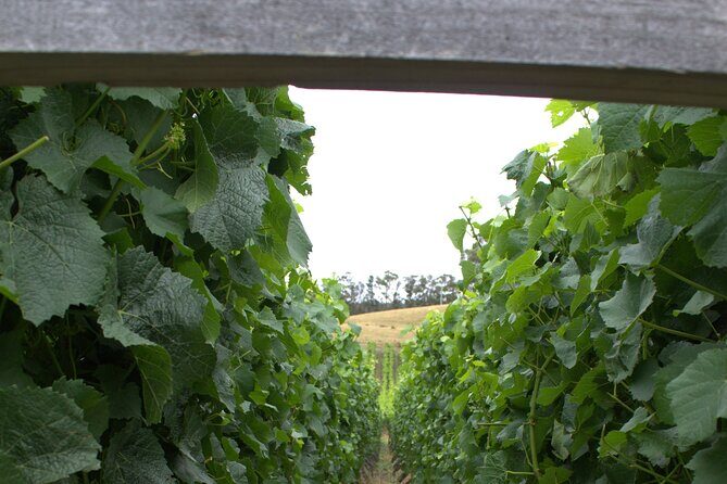 Private Bruny Island Discovery Tour - The Sum Up