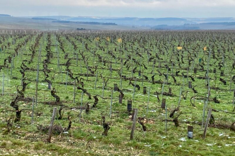 Private Burgundy 4 Domains 20 Chablis Wines Caves from Paris - Pricing & Value Analysis