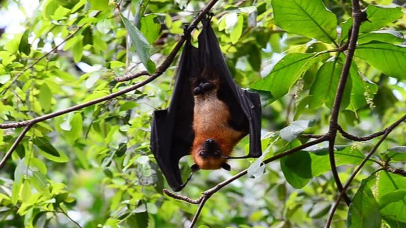 Private Can Gio Mangrove Biosphere Reserve 1 Day Tour - Key Points