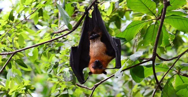 Private Can Gio Mangrove Biosphere Reserve 1 Day Tour - The Itinerary in Detail: What You Can Expect