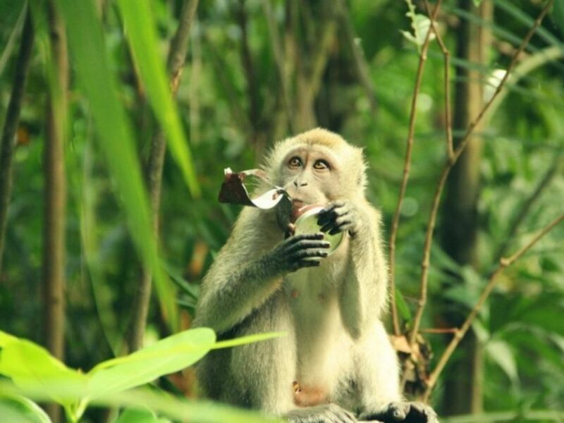 Private Can Gio Mangrove Biosphere Reserve 1 Day Tour - Practical Tips for Your Visit