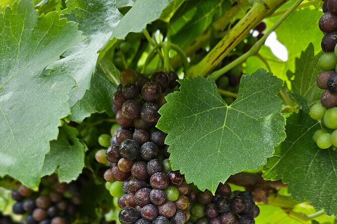 Private Canberra Winery Tour with lunch - An In-Depth Look at the Tour Experience