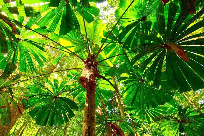 Private Cape Tribulation & Mossman Gorge Day Tour - Frequently Asked Questions