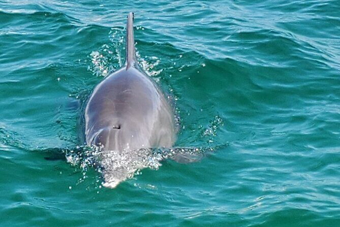 Private Captained Pontoon to Crab Island in Destin 3,4,5, or 6 Hr - FAQ