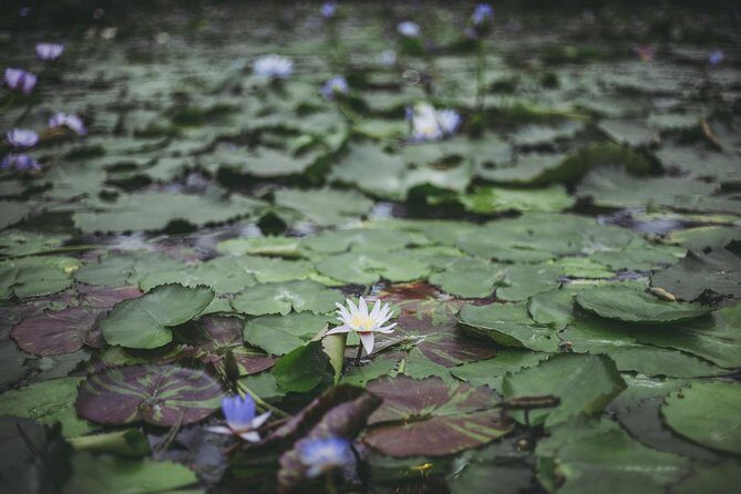 Private Car Day Trip to the Kobe Mountains, Gardens and Hot Springs from Osaka - Authentic Experiences and Review Highlights