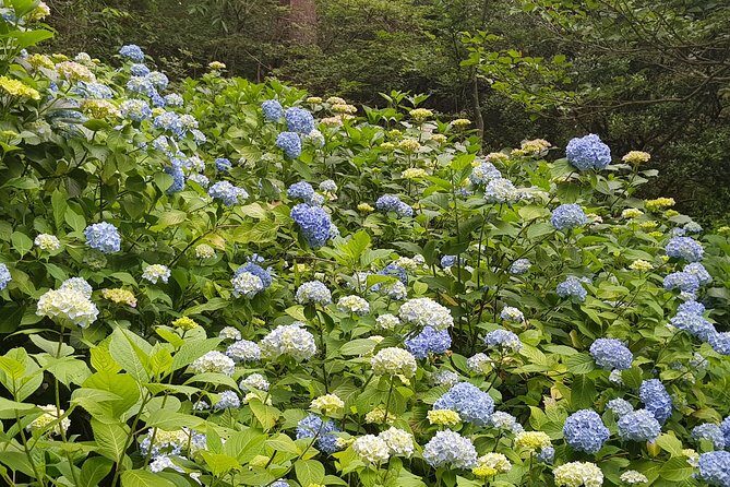 Private Car Day Trip to the Kobe Mountains, Gardens and Hot Springs from Osaka - Who Will Love This Tour