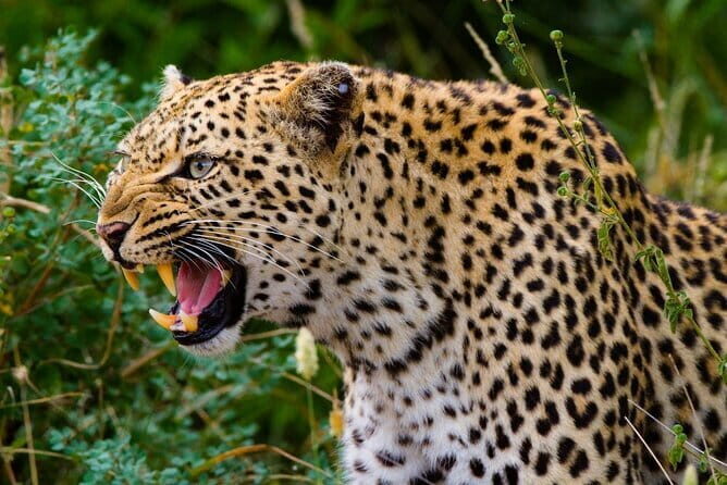 Private Car & Driver for 07 Days Tour In Sri Lanka - FAQ