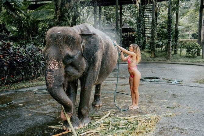 Private Car Hire in Bali - The Sum Up