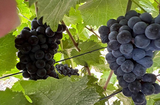 Private car tour in Sedona and Verde Valley experience - The Sum Up: Who’s This Tour Best For?