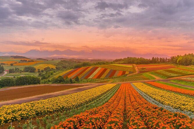 Private Car Tour to Biei Furano and Blue Pond from Sapporo - A Closer Look at the Itinerary