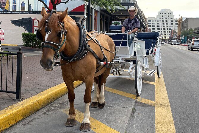 Private Carriage Tour of Galveston - Exploring the Private Carriage Tour of Galveston: A Delightful Historic Ride