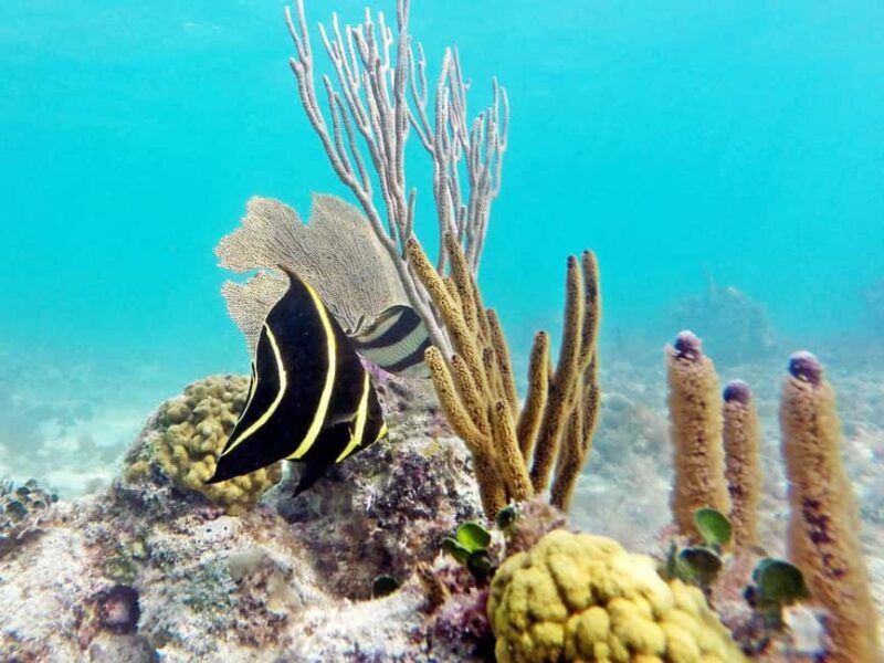 Private Catalina Island Snorkel & Beach Day from Punta Cana - A Closer Look at the Catalina Island Snorkel & Beach Day