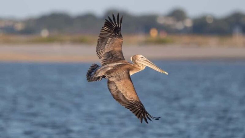 Private: Catalina Island Snorkeling & BBQ Boat Tour - Who Might Not Find It Perfect?