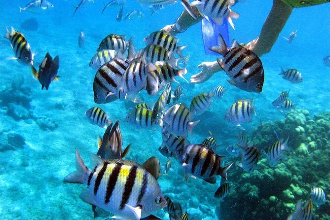 Private Catamaran Booze Cruise & Snorkeling - FAQs