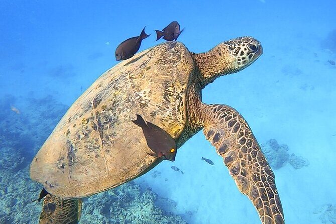 Private Catamaran Charter in Waikiki (1-6 Guests) - Included Amenities and Practical Details