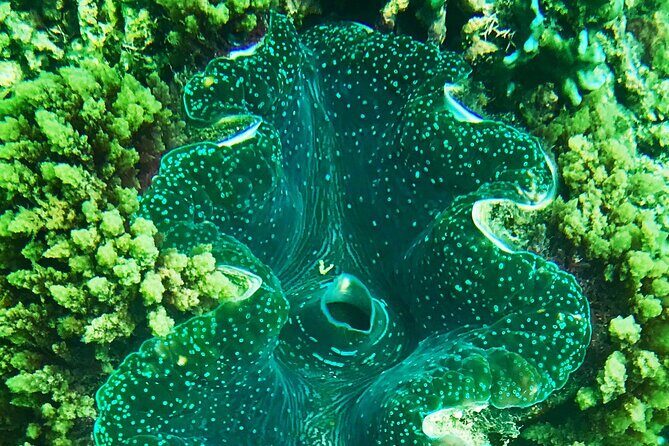 Private Catamaran Charter to Low Isles with Snorkelling and Lunch - Who Is This Tour Best For?