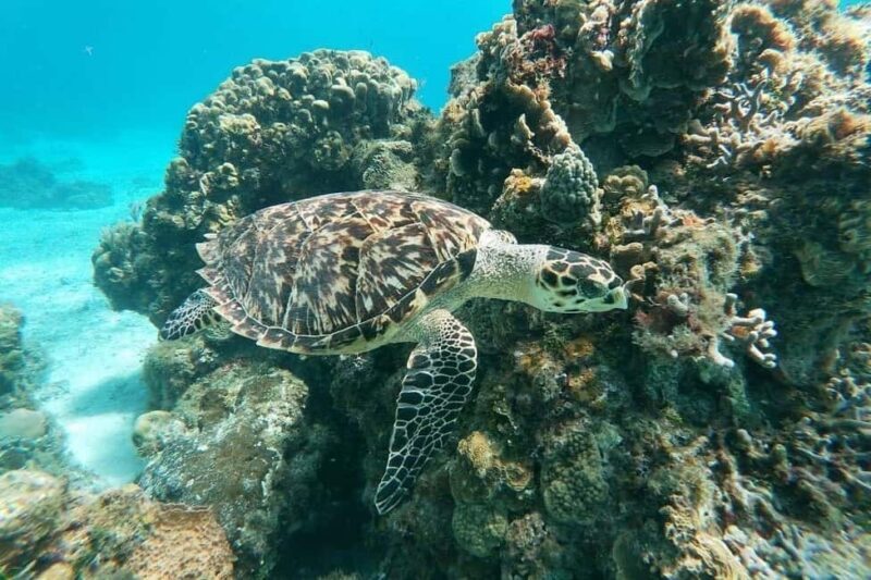 Private Catamaran in Cozumel: El Cielo and Turtle Sanctuary - Why a Private Catamaran Experience Bridges Comfort and Adventure