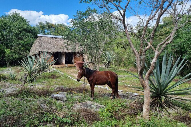 Private Cenote Hopping Tour Adventure with a Local Vibe - FAQ