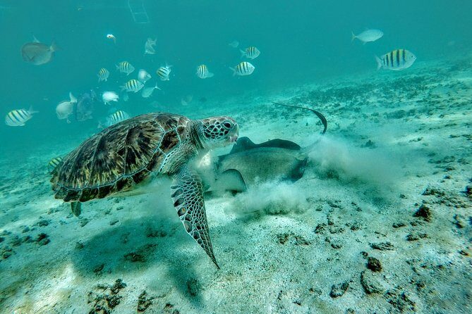 Private Cenote & Snorkeling Tour with Turtles in Akumal - The Real-World Reviews—What Travelers Say