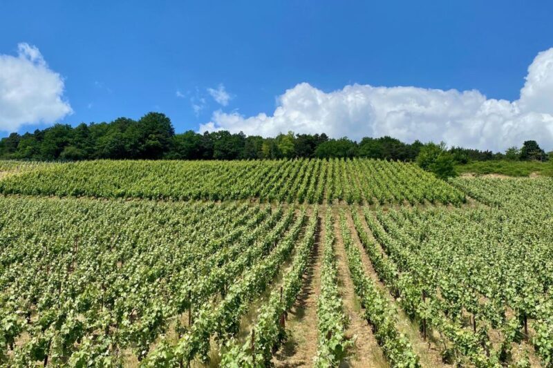 Private Champagne Moet Chandon, Pommery, Pressoria Day trip - Key Points